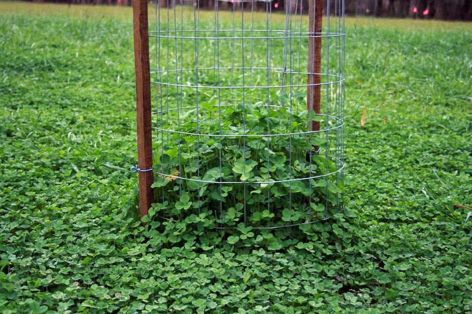 EXTENSION CONNECTION: These are the 3 steps to successful food plots ...
