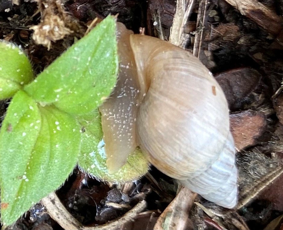 EXTENSION CONNECTION: Small snails find their way to Florida from ...