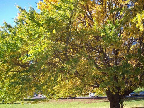 10 free flowering trees available for new Arbor Day members | Crestview ...