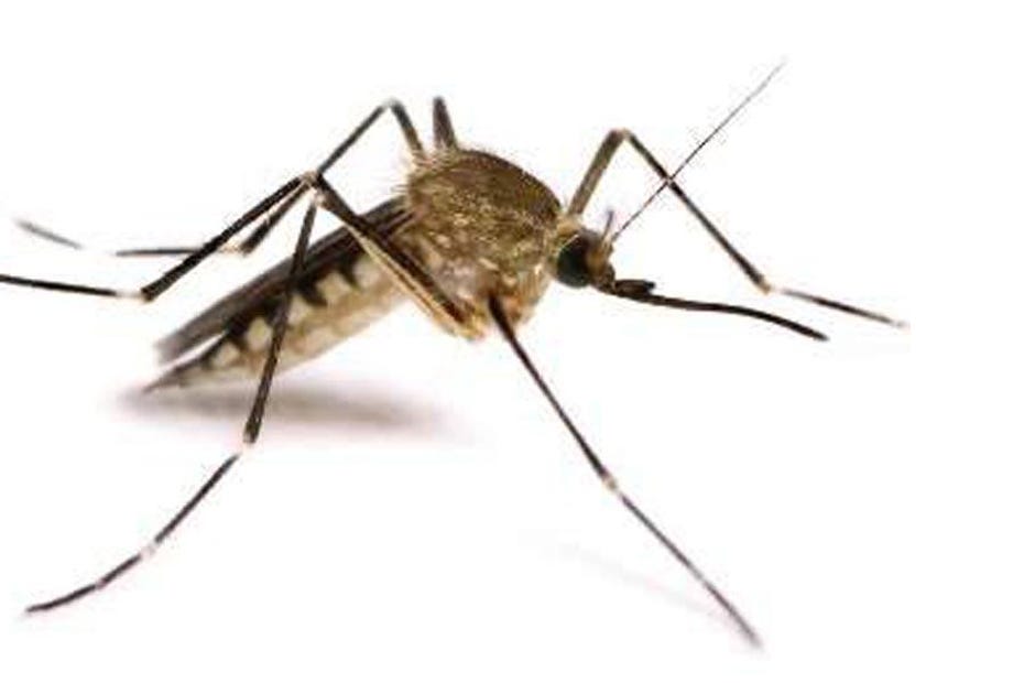 Florida university offers safest Zika spray methods | Crestview News ...