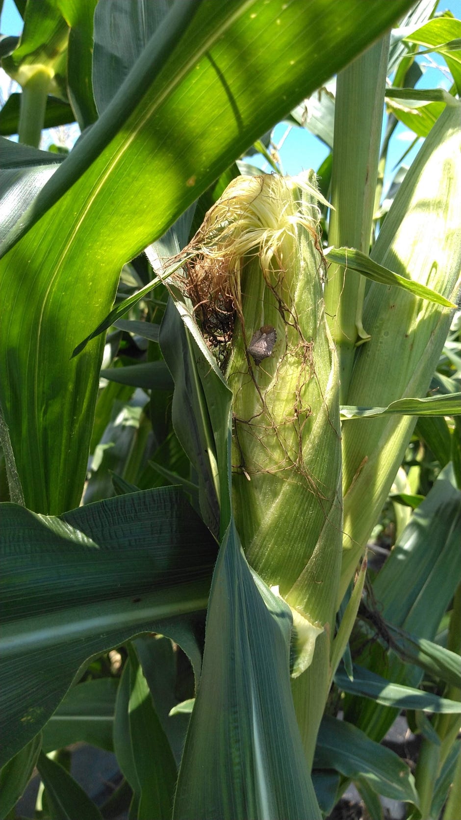 Pest identification is key to controlling them | Crestview News Bulletin