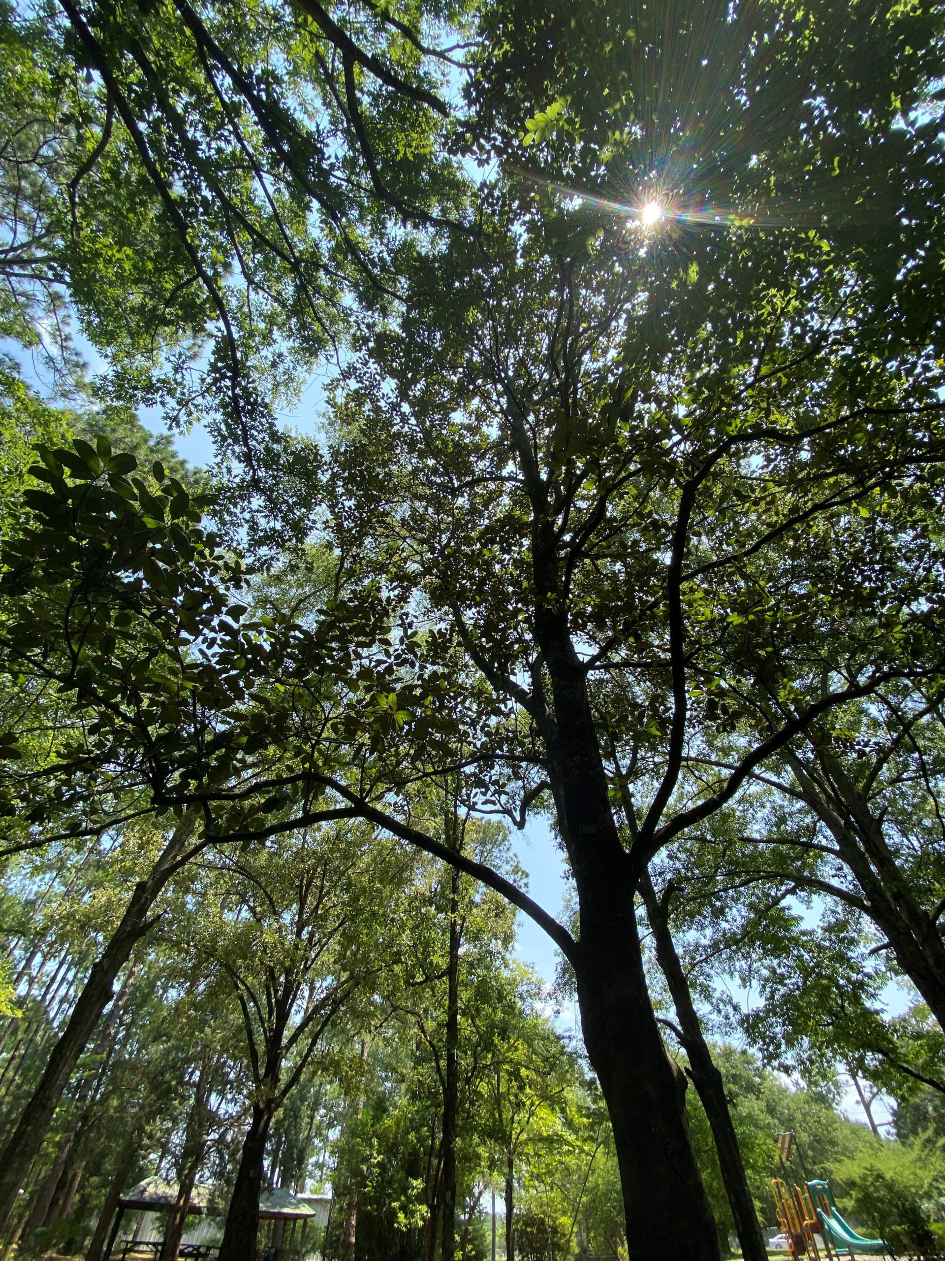 Small Crestview park showcases Florida greenery | Crestview News Bulletin