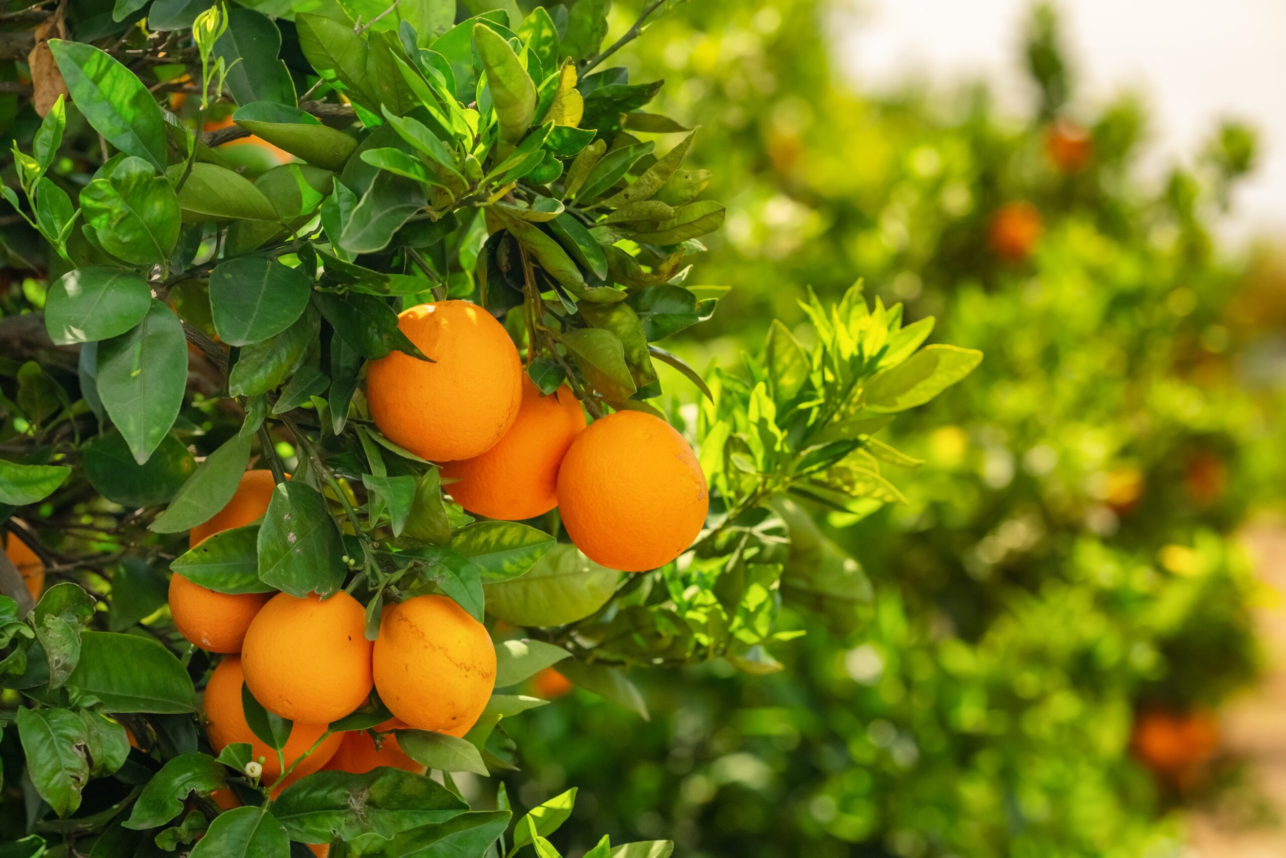 Citrus growers look for state, federal aid | Crestview News Bulletin