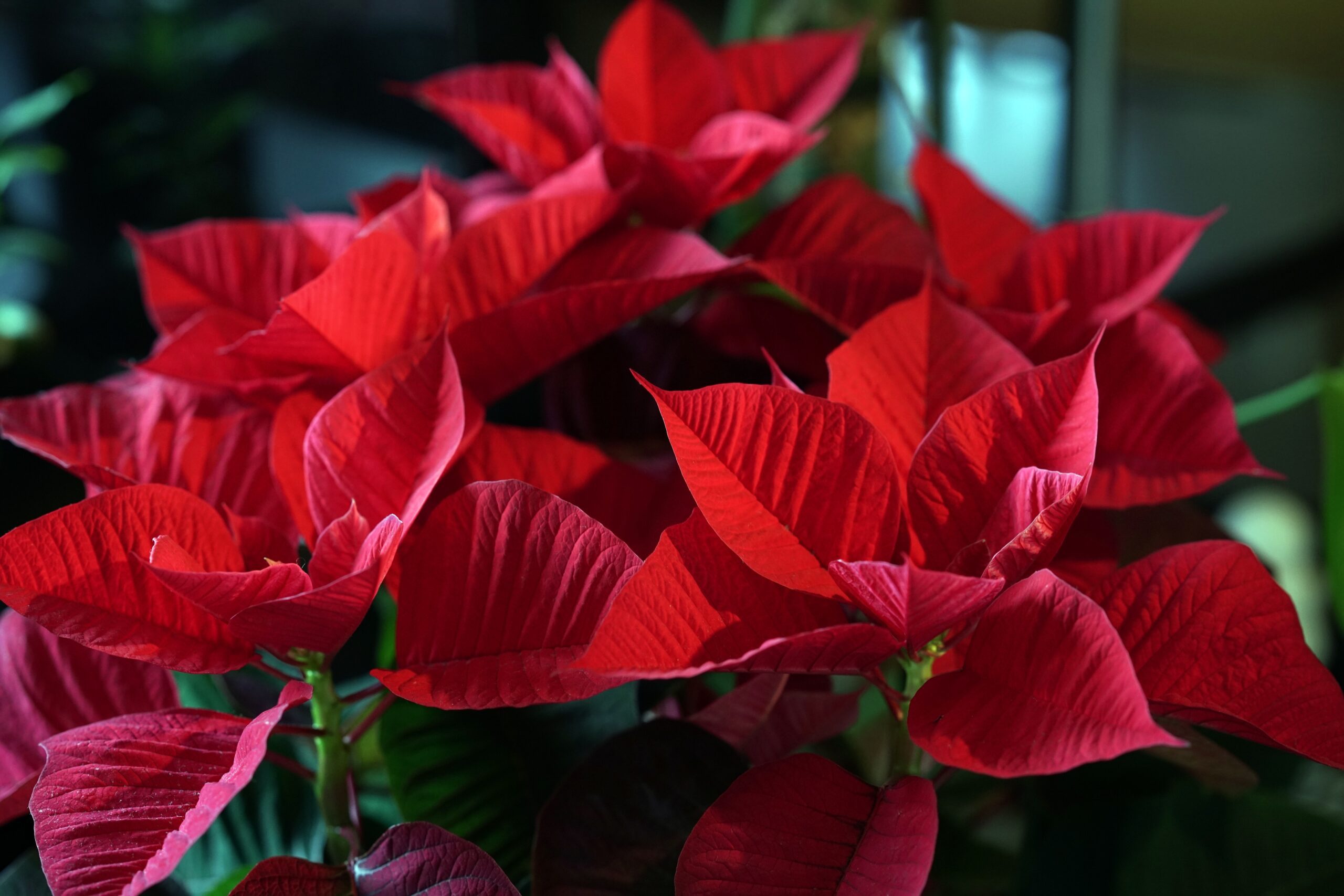 Nursery industry takes hurricane hits | Crestview News Bulletin