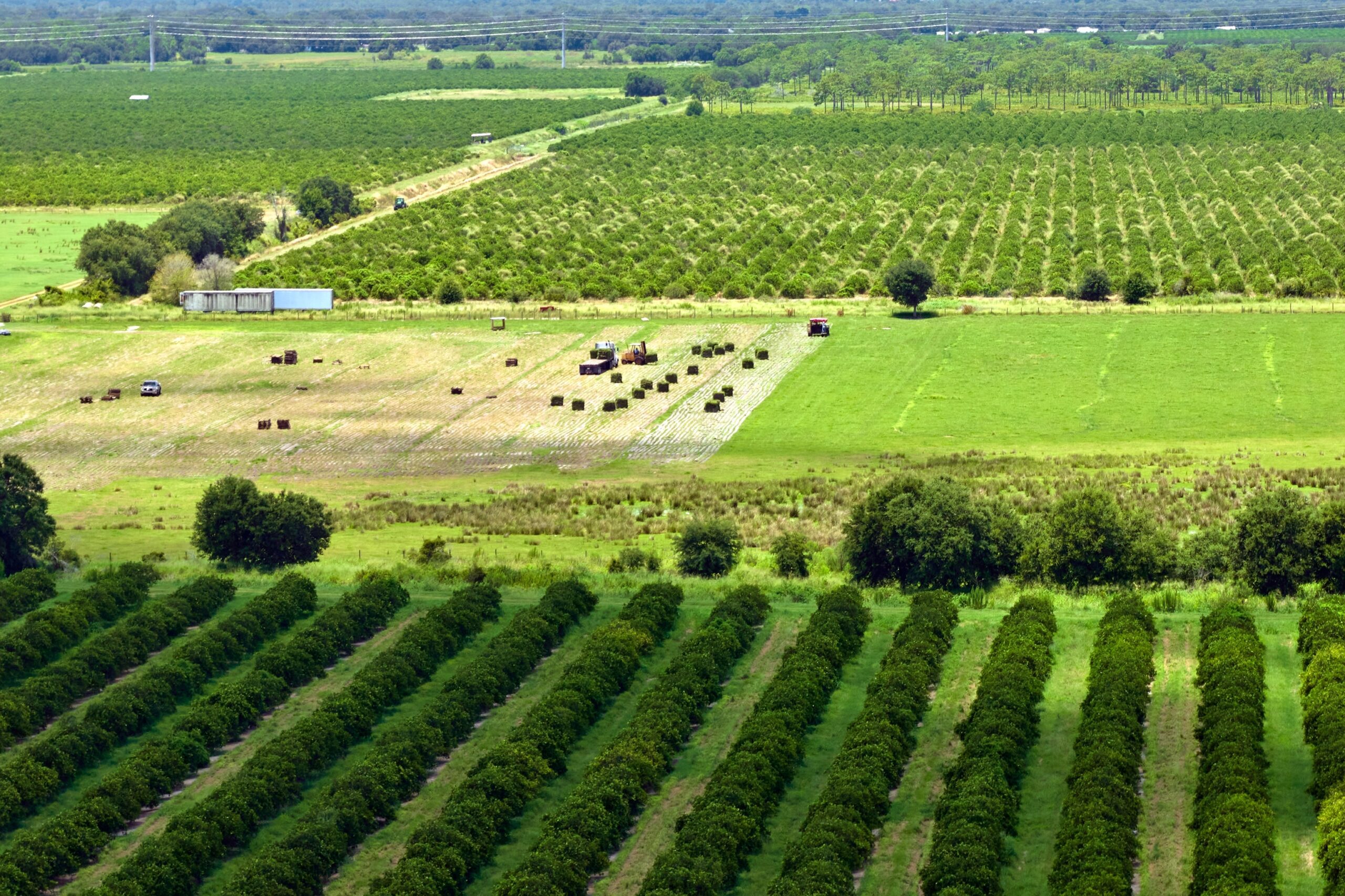 Hurricane Milton farm losses could top $600M | Crestview News Bulletin