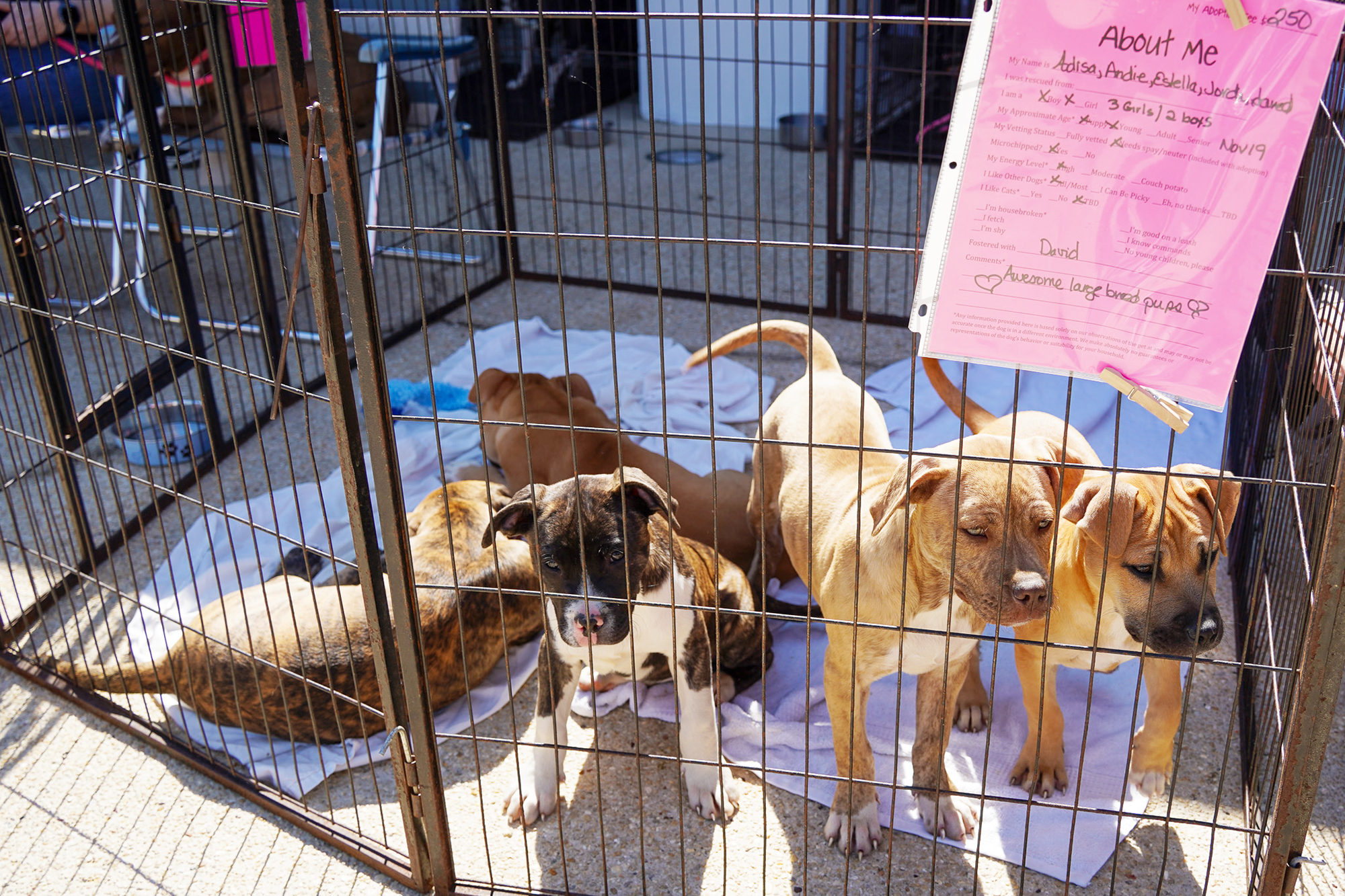 Dogs find forever homes | Crestview News Bulletin
