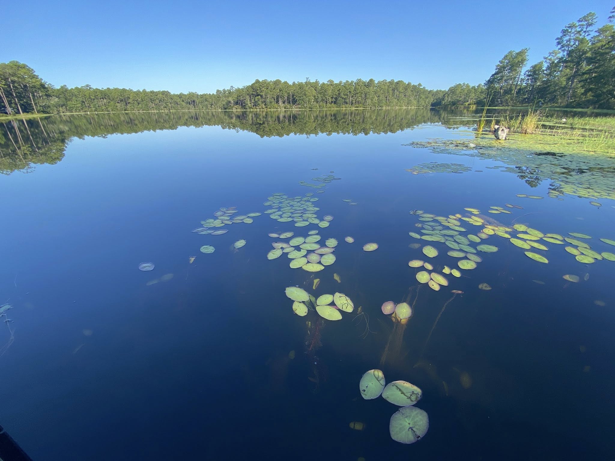 A stroll in northwest Okaloosa County | Crestview News Bulletin